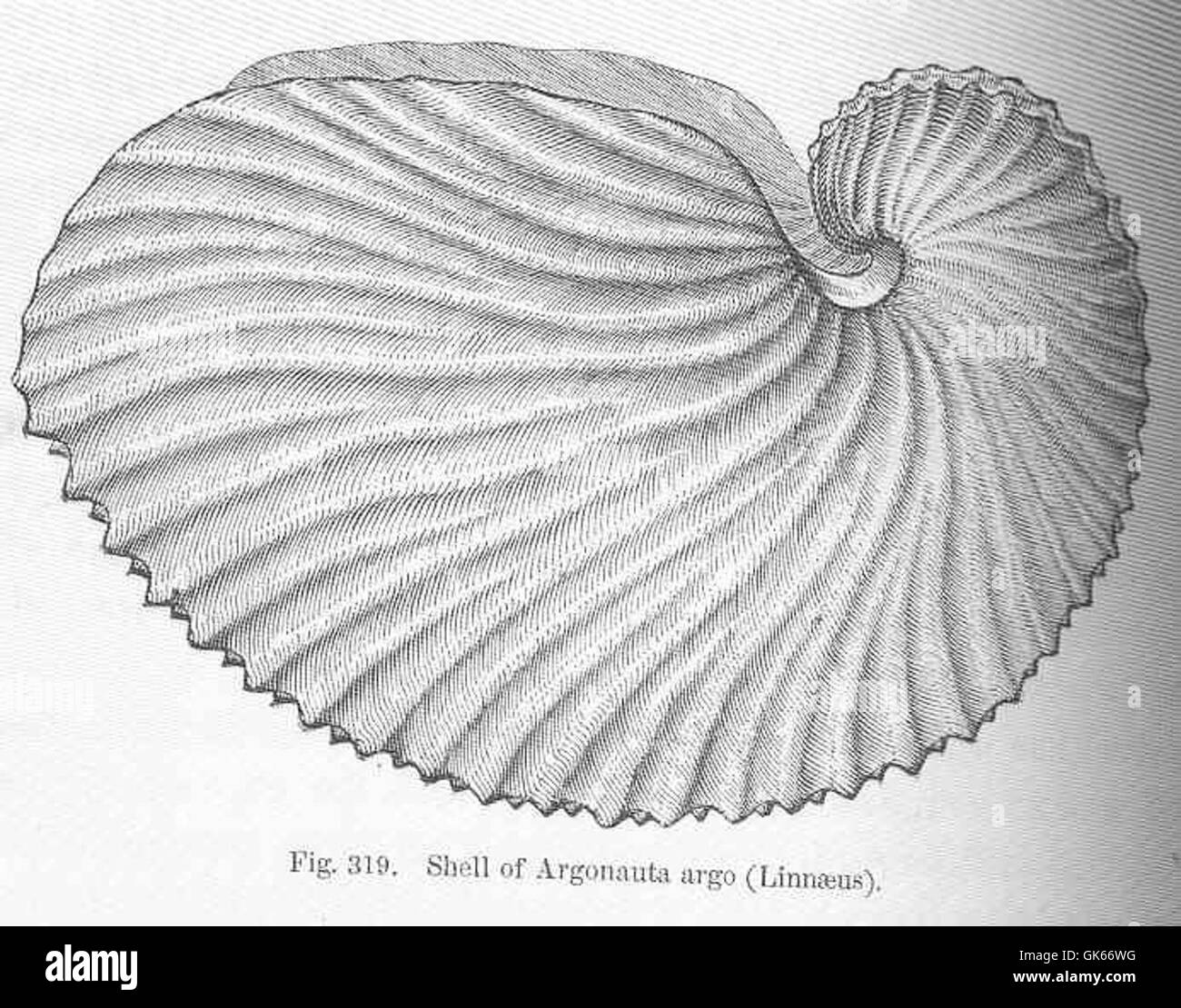 50394 Shell of Argonauta argo (Linnaeus Stock Photo - Alamy