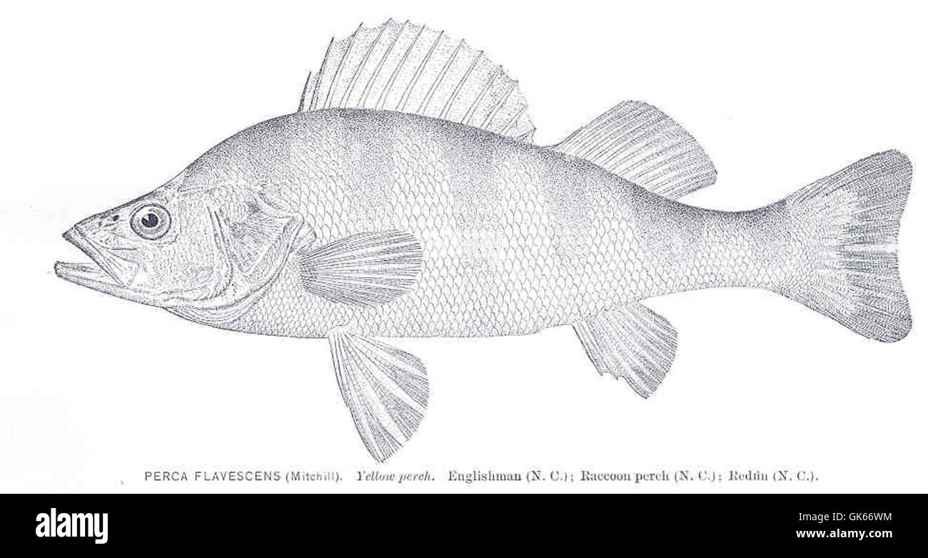 The yellow perch (Perca flavescens), also known as Englishman, Raccoon ...