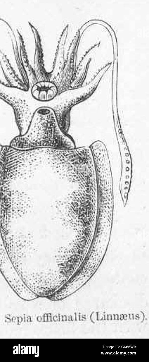 Sepia illustration Black and White Stock Photos & Images - Alamy