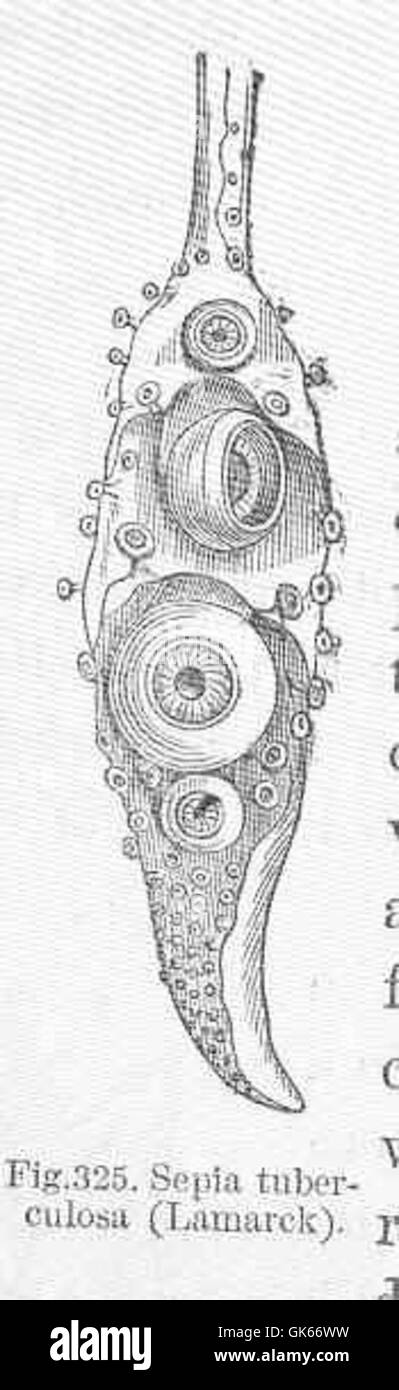 Cephalopod anatomy Black and White Stock Photos & Images - Alamy