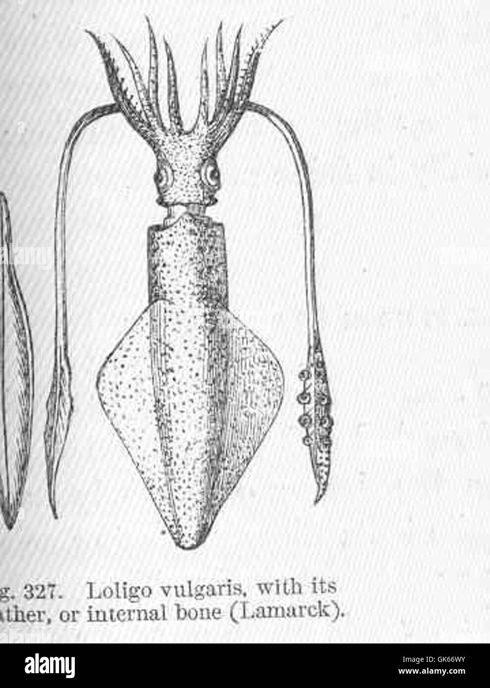 Loligo vulgaris Black and White Stock Photos & Images - Alamy
