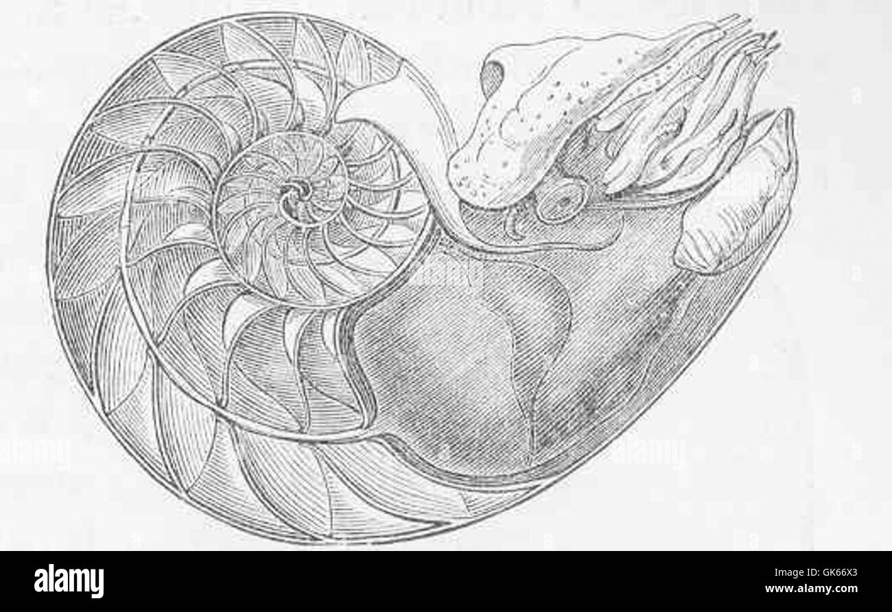 The Nautilus pompilius, also known as the chambered nautilus, showing ...