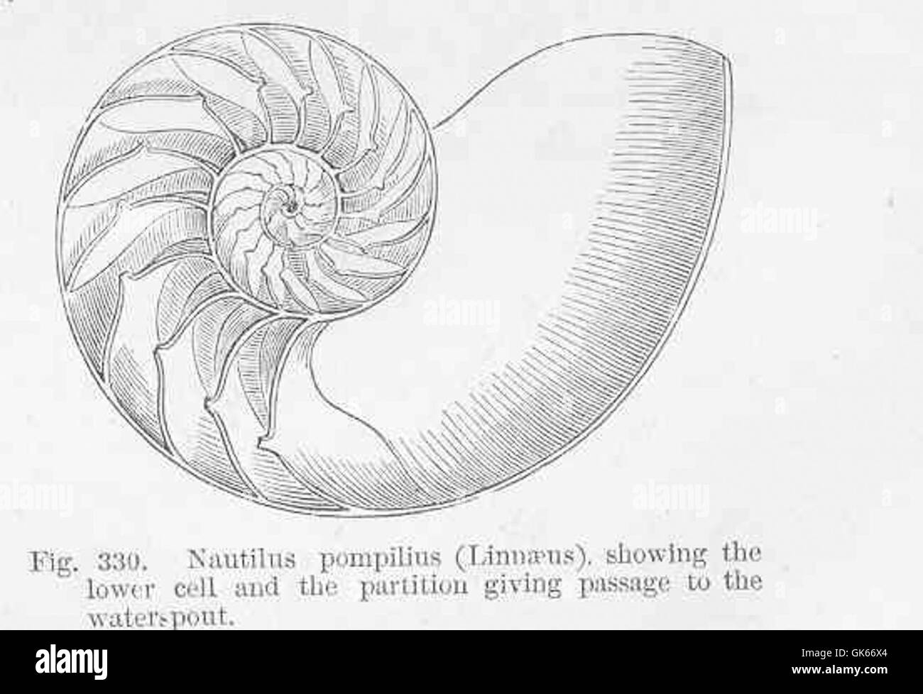 Nautilus pompilius, commonly known as the chambered nautilus, is a ...