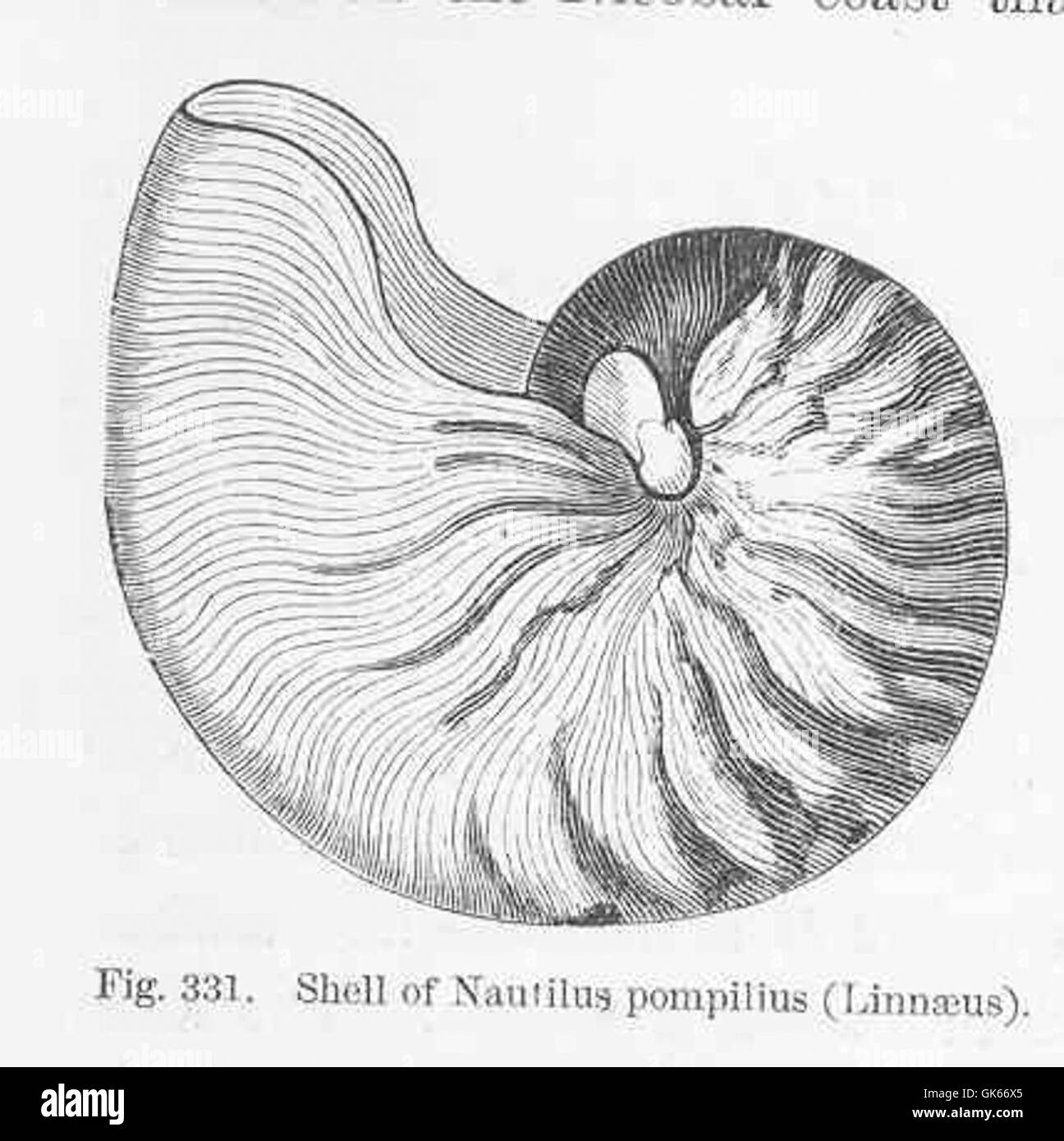 The shell of Nautilus pompilius, commonly known as the chambered ...