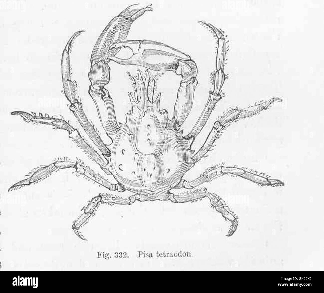 Ancient map pisa hi-res stock photography and images - Alamy