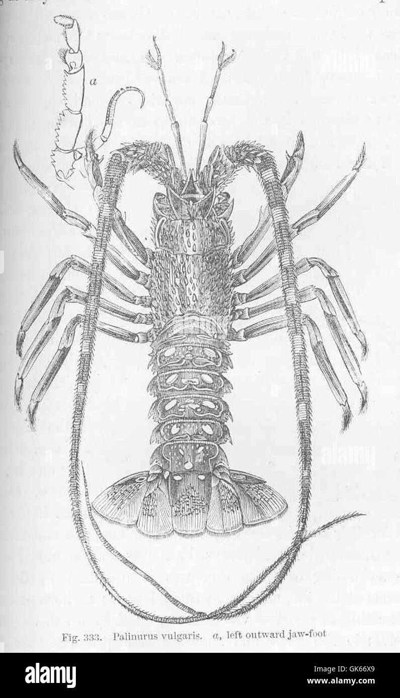 Palinurus Vulgaris High Resolution Stock Photography and Images - Alamy