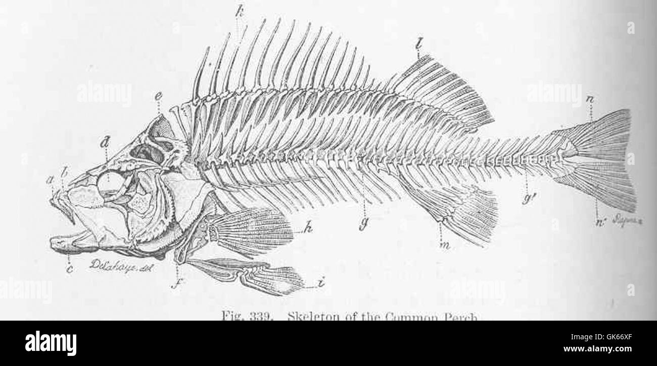 Perch skeleton Black and White Stock Photos & Images - Alamy