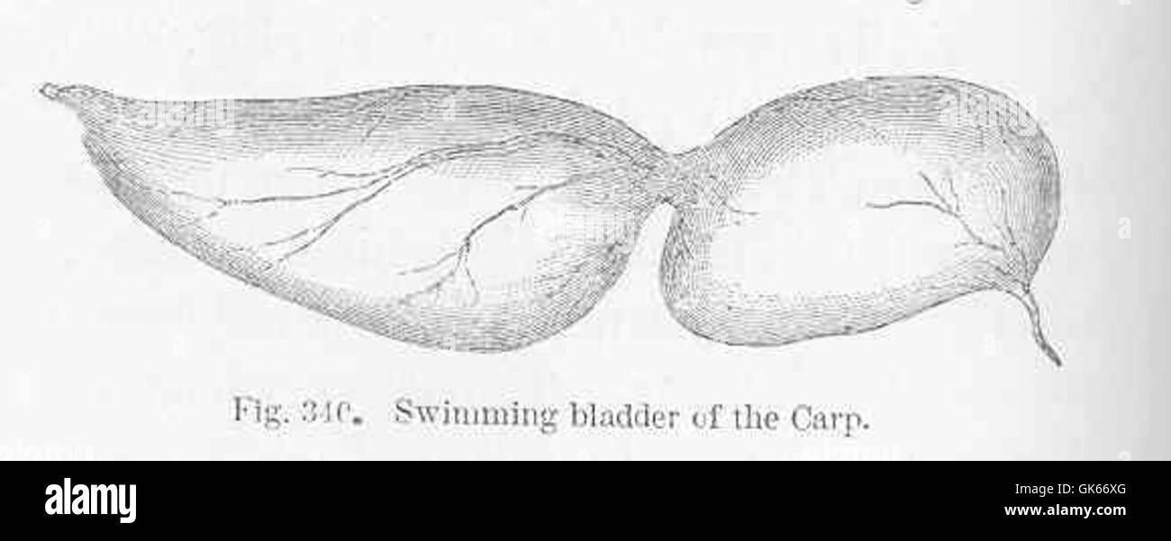 Bladder drawing Black and White Stock Photos & Images - Alamy