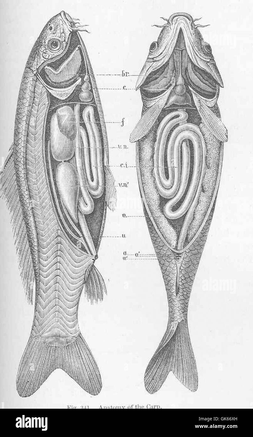 The anatomy of the carp focuses on its skeletal, muscular, and organ ...
