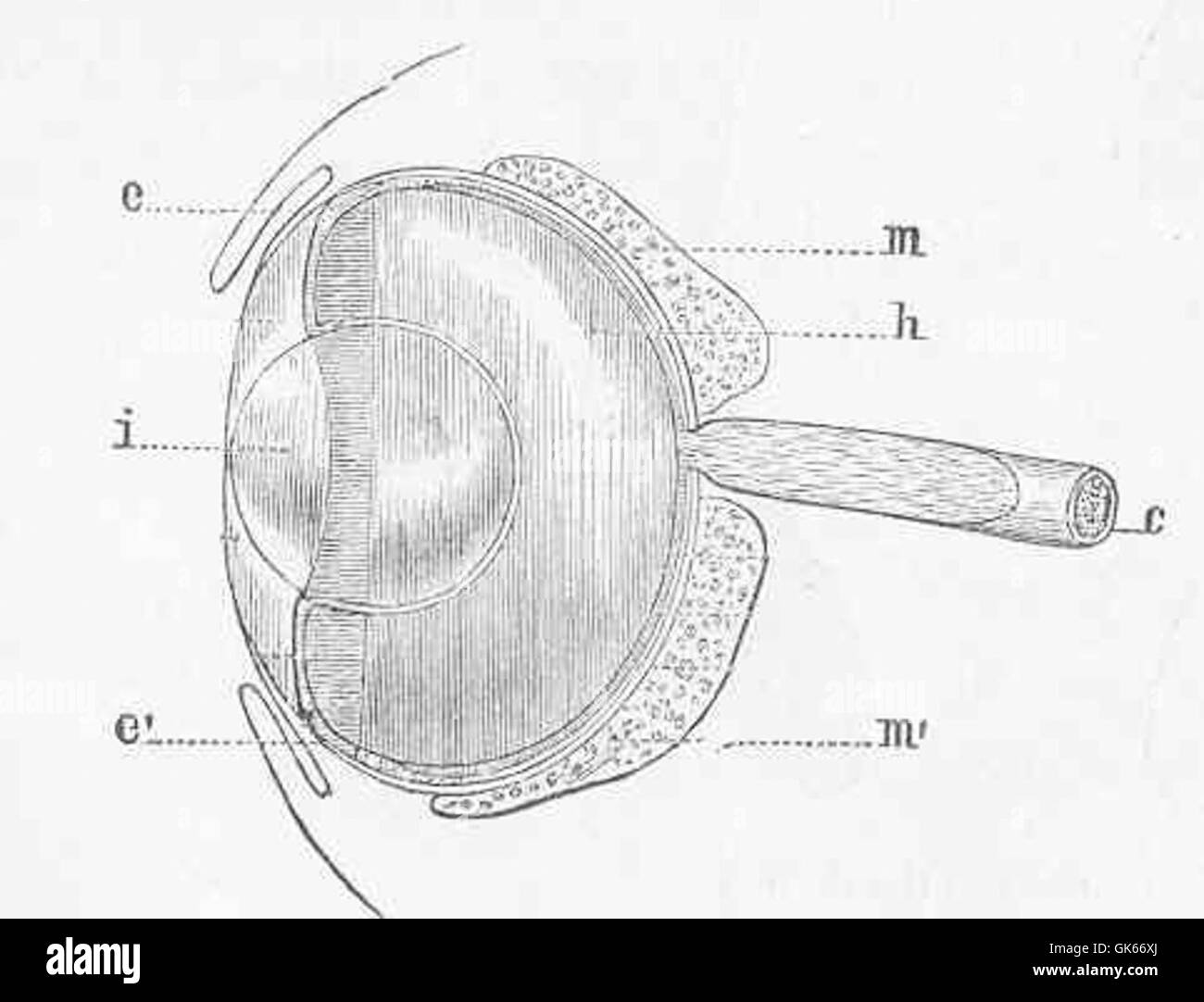 The 'Fishes' Eye' refers to the unique adaptation of certain fish ...