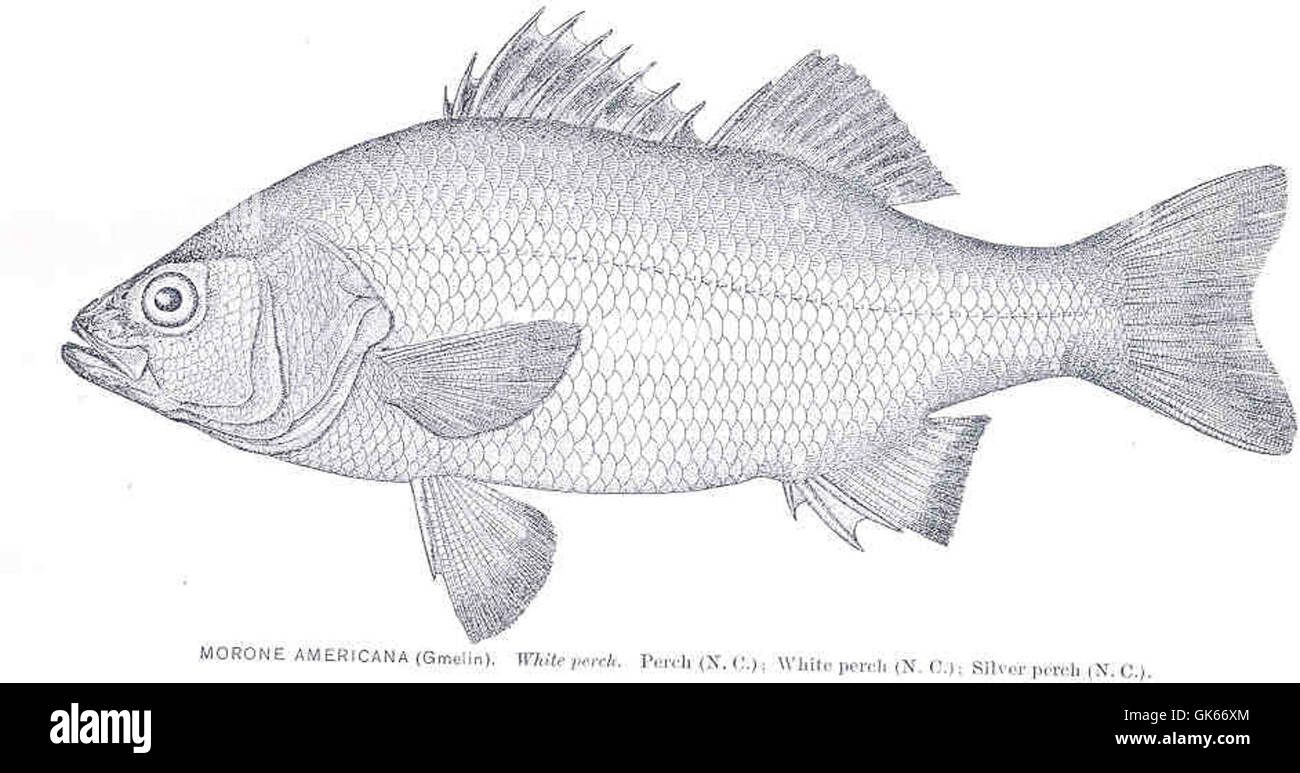 Silver perch drawing hi-res stock photography and images - Alamy