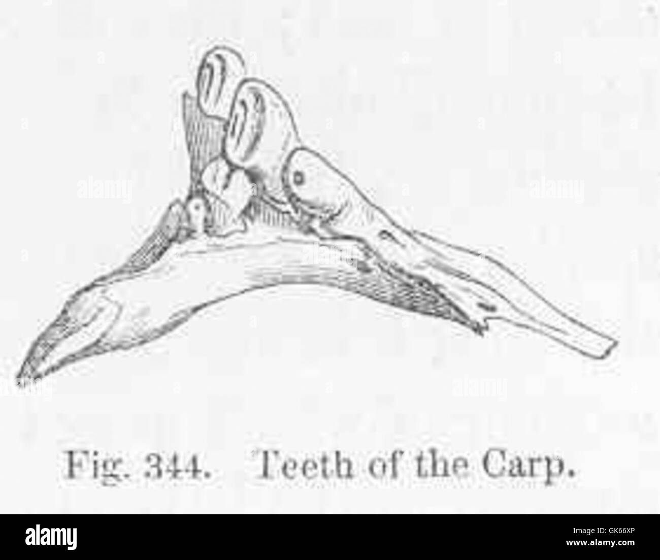 The teeth of the carp are specialized for grinding plant material ...