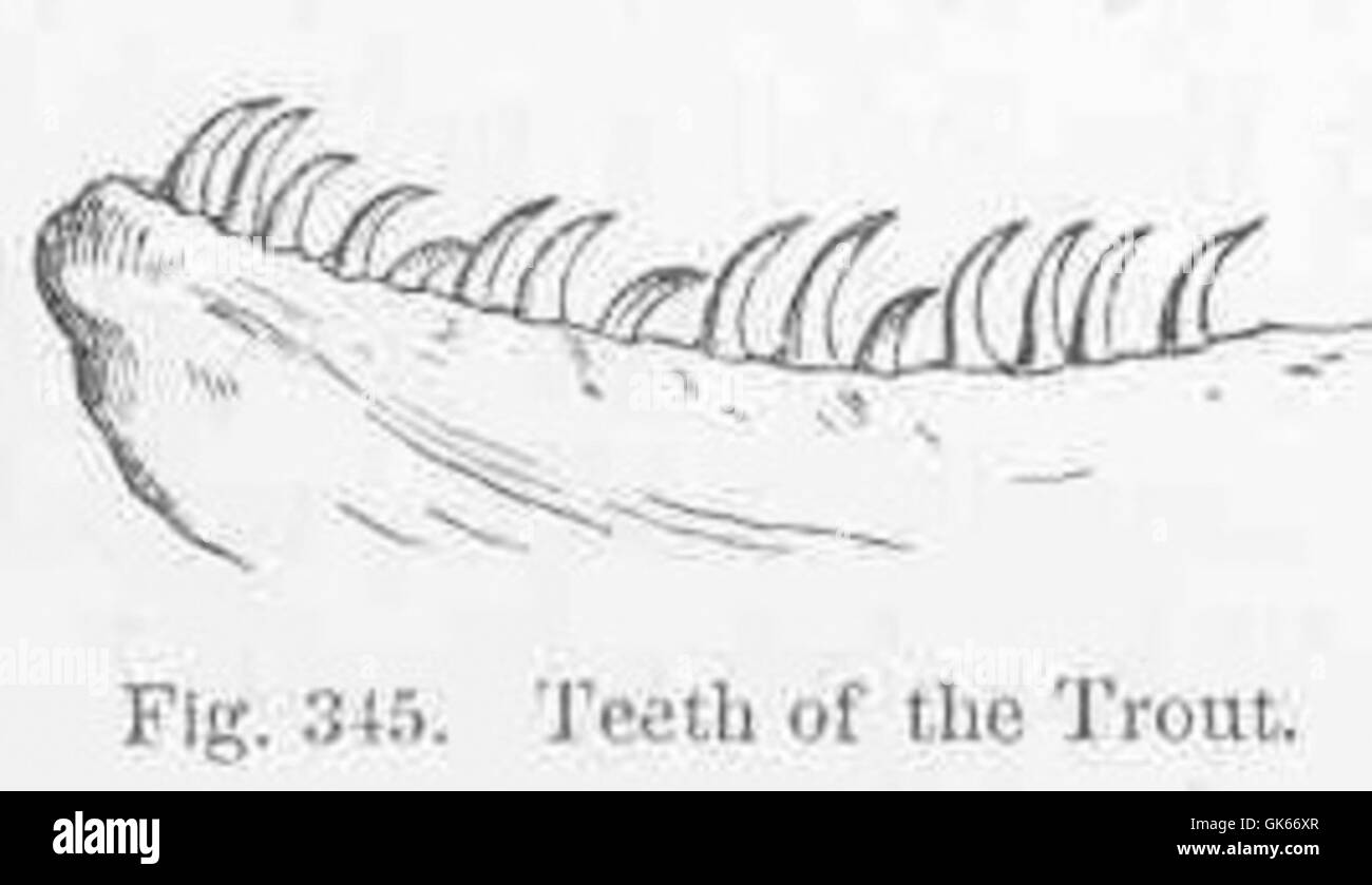 Carnivorous species identification Black and White Stock Photos ...