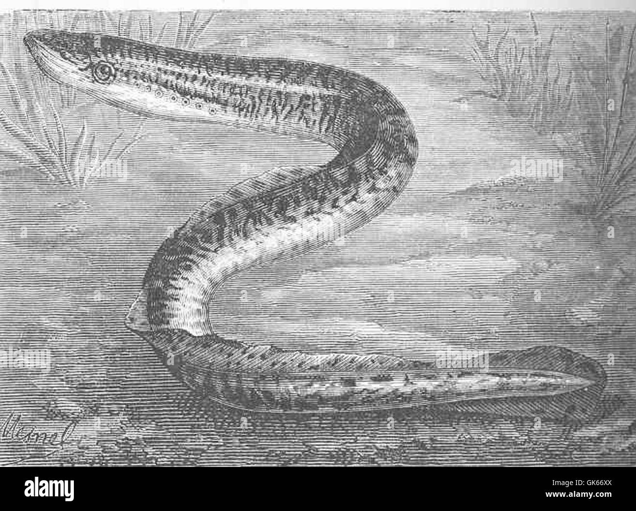 50422 Lamprey (petromyzon marinus Stock Photo - Alamy