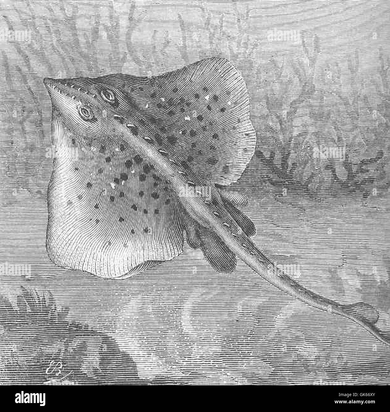 Anatomy body regions Black and White Stock Photos & Images - Alamy