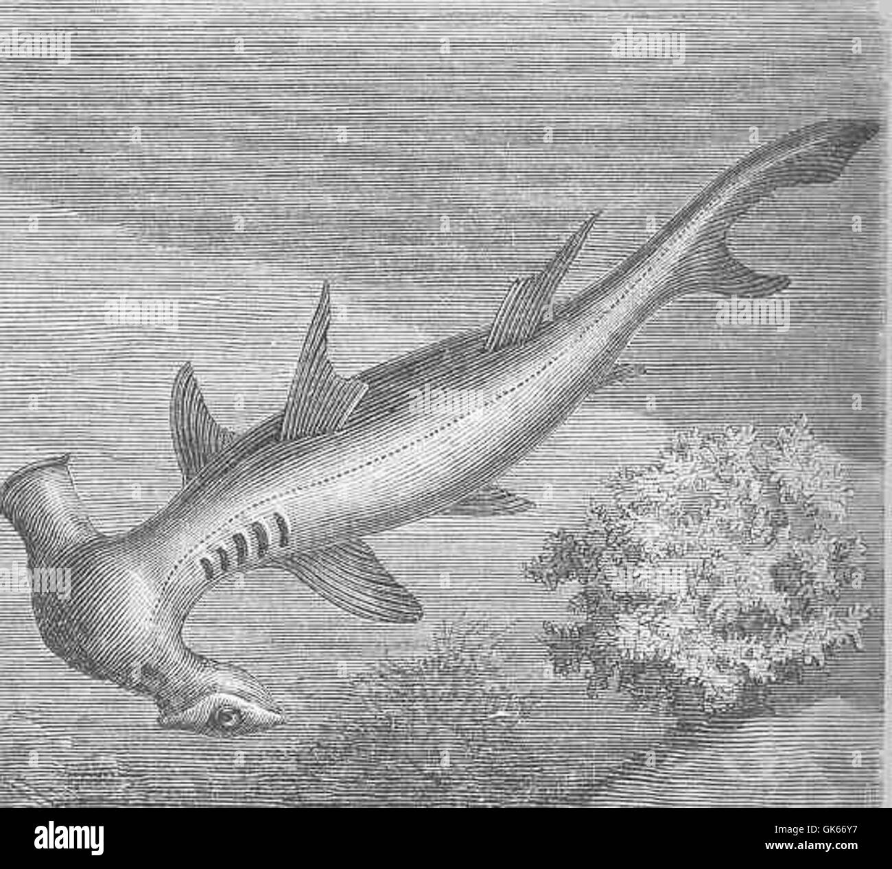 Hammer fish Black and White Stock Photos & Images - Alamy