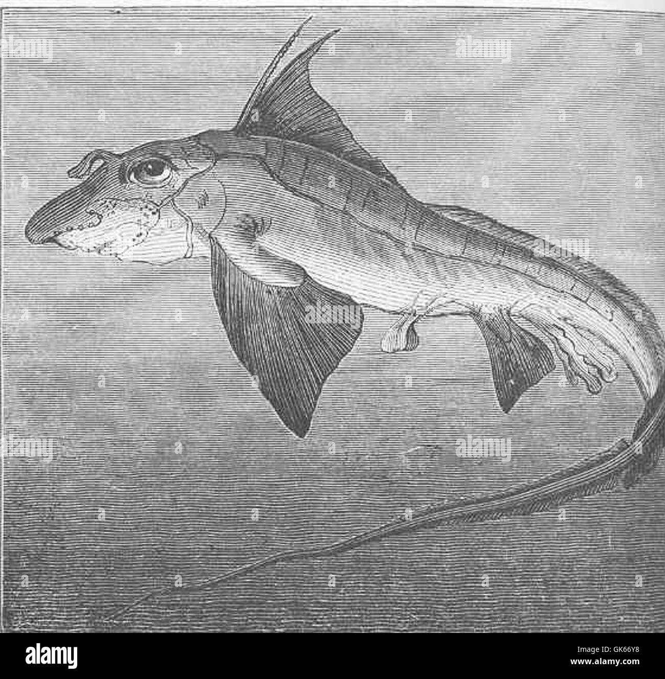 Arctic chimaera hi-res stock photography and images - Alamy
