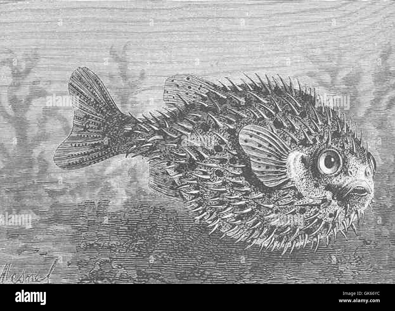 Diodon antique hi-res stock photography and images - Alamy