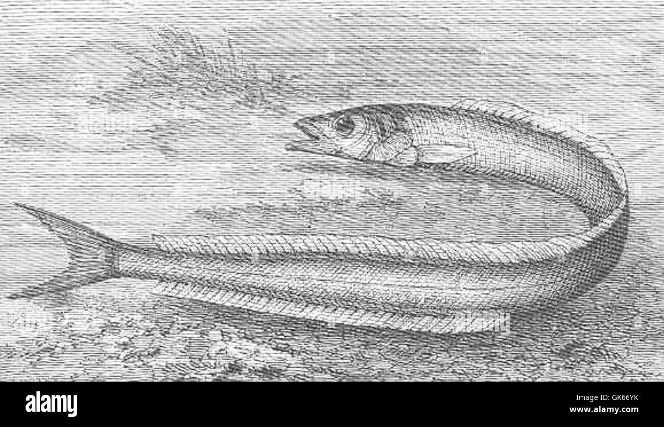 Fish features elongated hi-res stock photography and images - Alamy