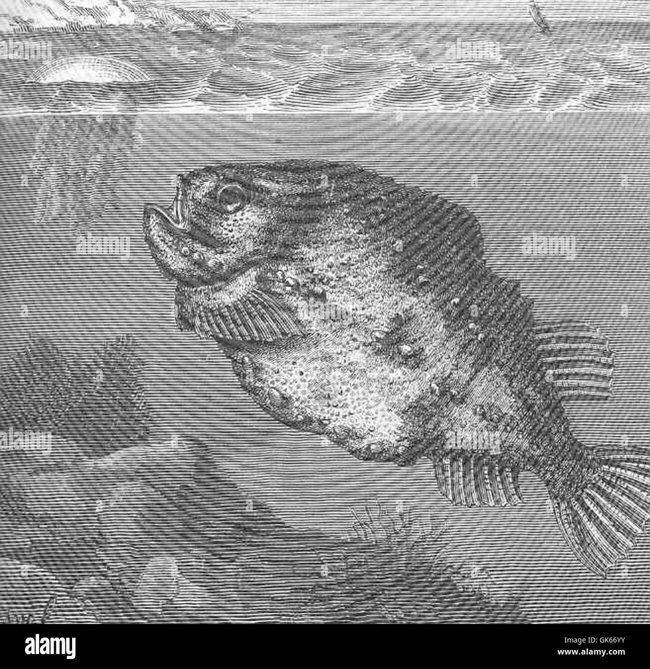 Lump fish hi-res stock photography and images - Alamy