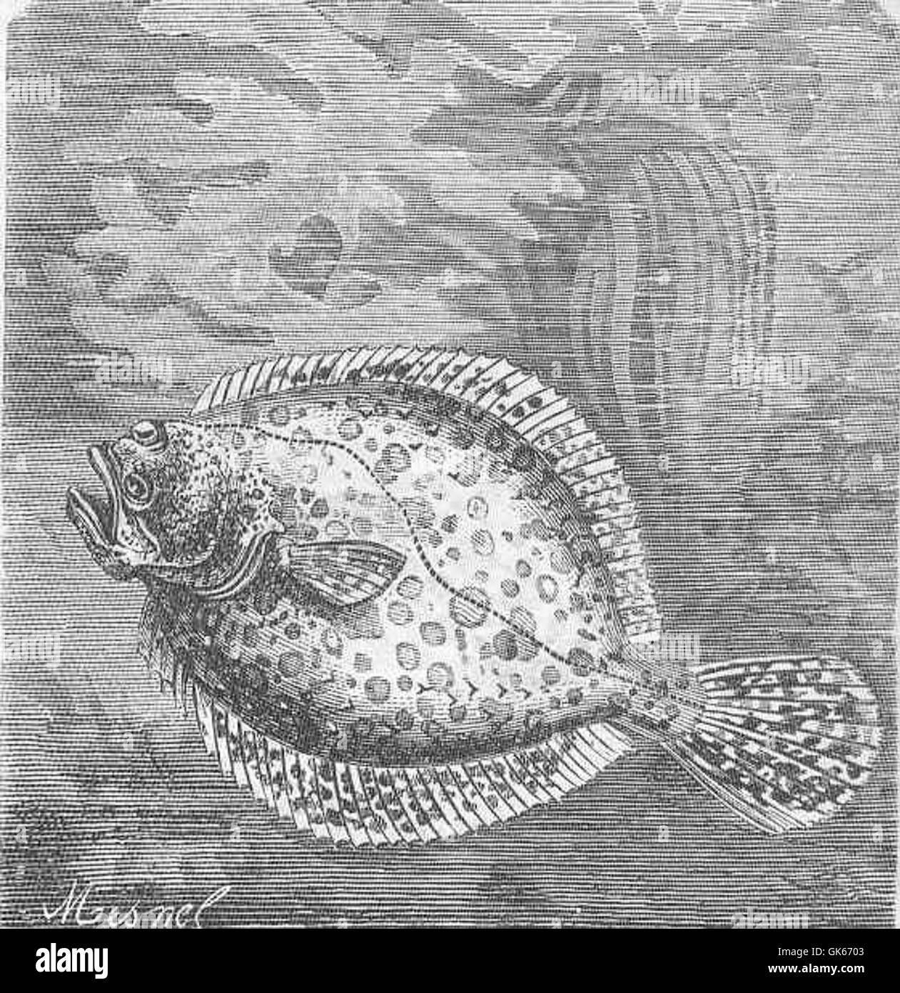 Turbot Black and White Stock Photos & Images - Alamy