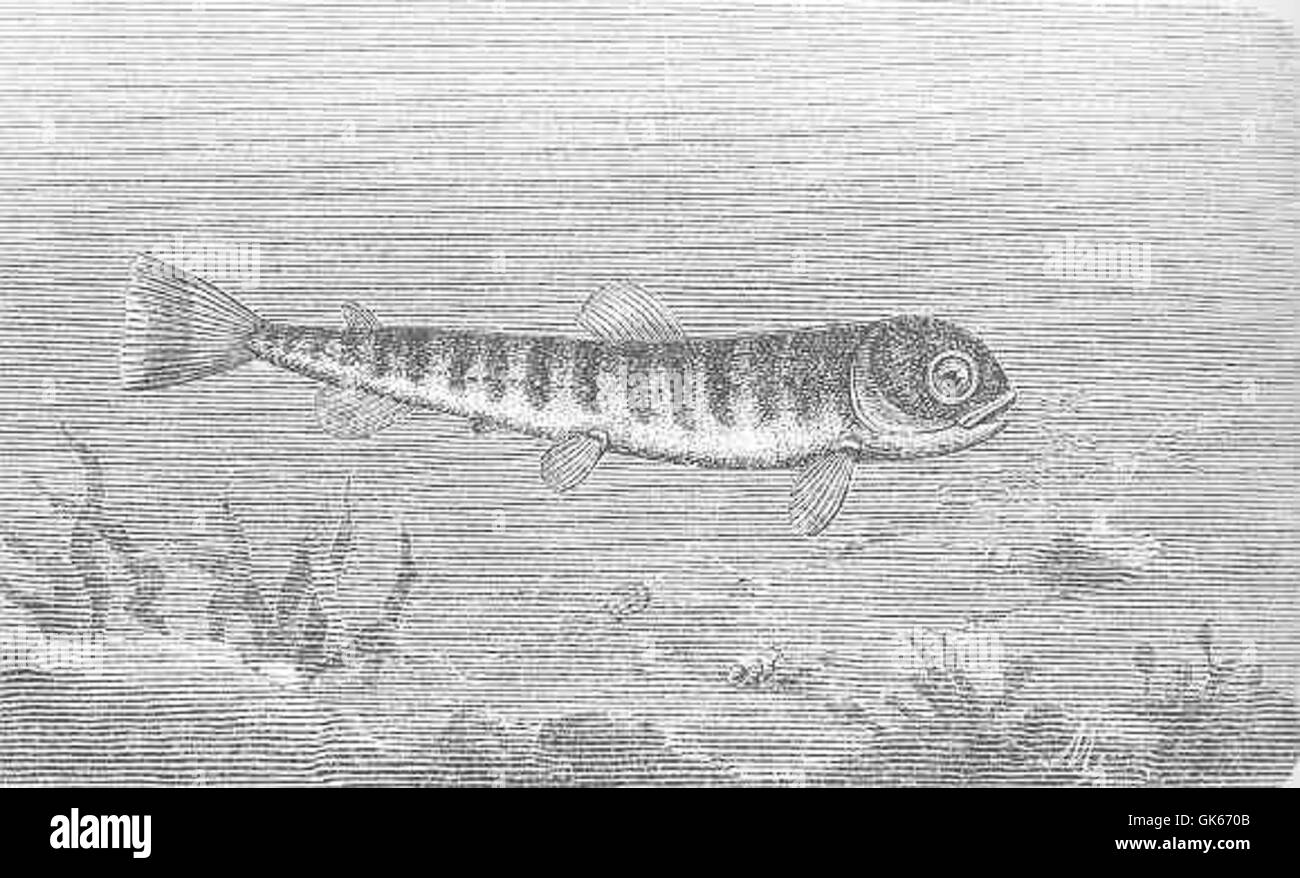 Young salmon, also known as fry or smolt, are early-life stages of the ...