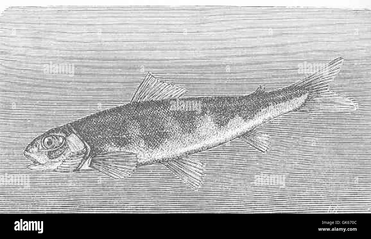 Salmon parr hi-res stock photography and images - Alamy