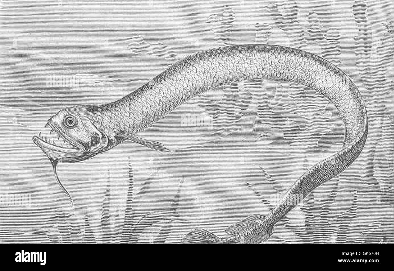 Stomia bea is a species of deep-sea fish known for its transparent body ...