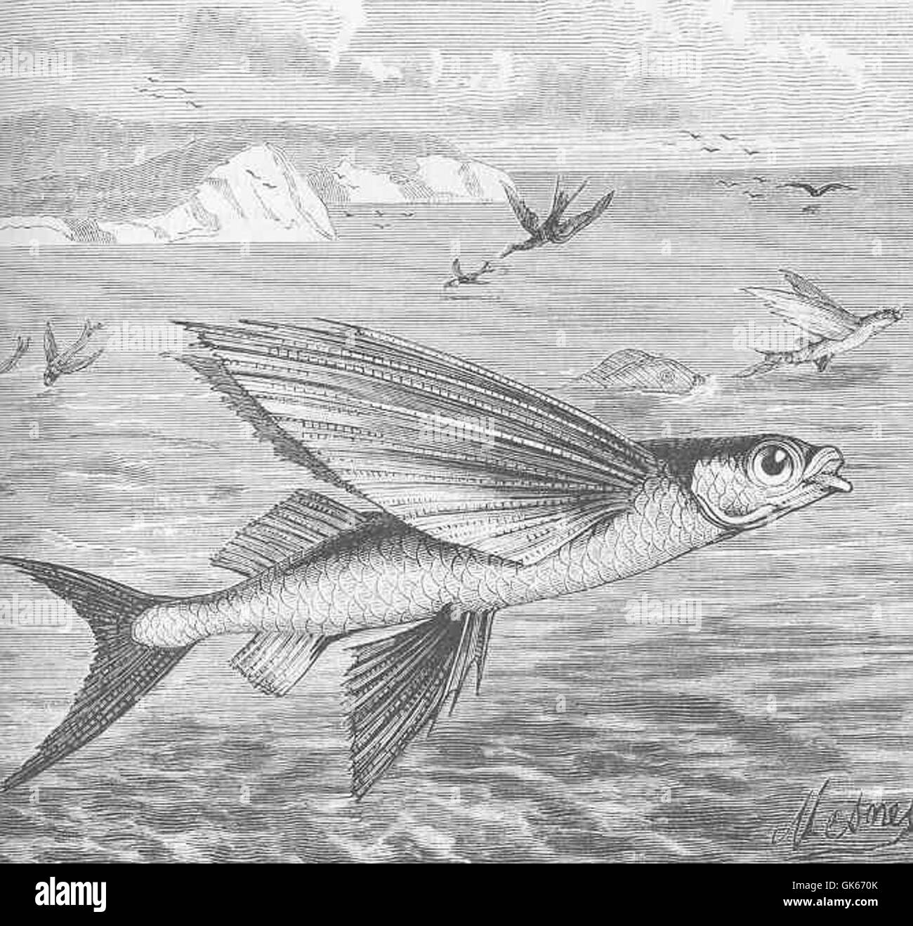 The Flying Fish (Exocoetus exiliens) is known for its ability to glide ...