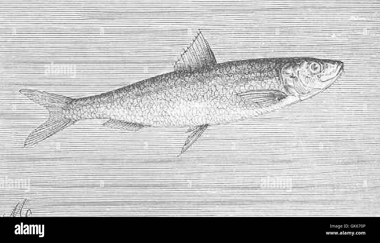 Pilchard fishing Black and White Stock Photos & Images - Alamy