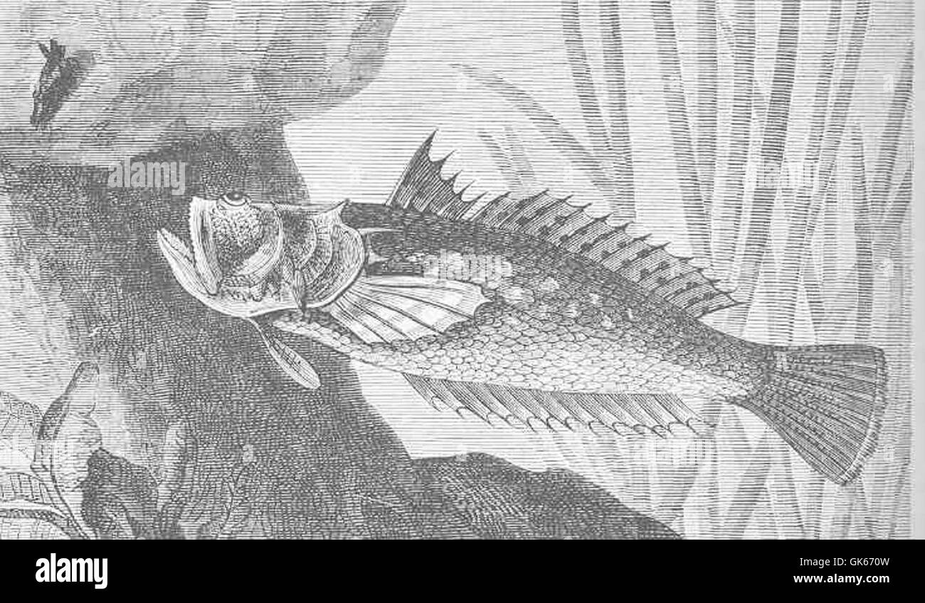 Marine fish atlantic stargazer uranoscopus hi-res stock photography and ...