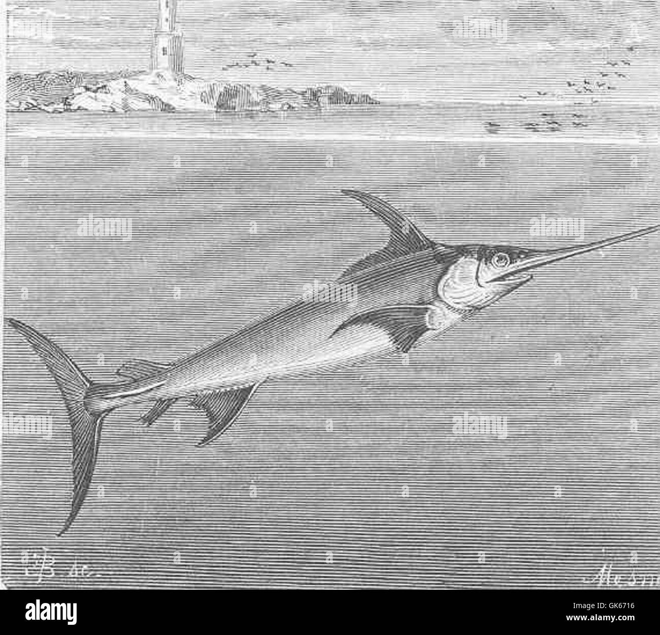 Swordfish morphology hi-res stock photography and images - Alamy