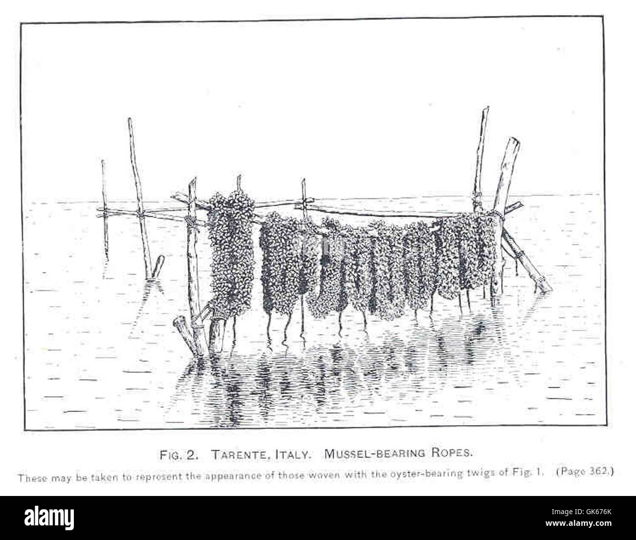 Mussel-bearing ropes are used in Tarente, Italy, for the farming of ...