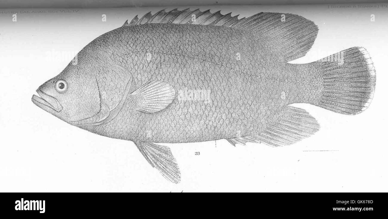 Lobotes pacificus, also known as the Pacific triggerfish, is featured ...