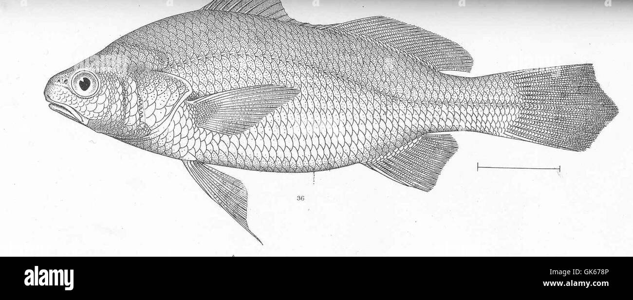 Stellifer Black and White Stock Photos & Images - Alamy