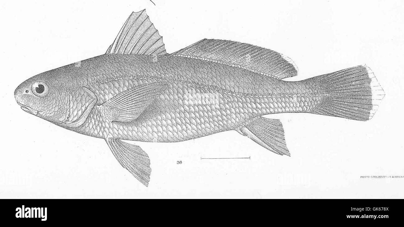 Ophioscion similus, a species of fish from Panama, is represented here ...