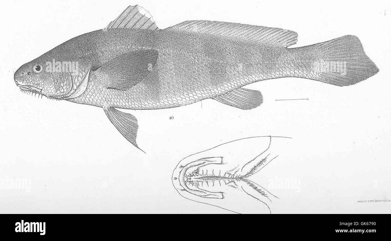 50651 Polyclemus goodei Gilbert Type specimen; Panama Stock Photo - Alamy