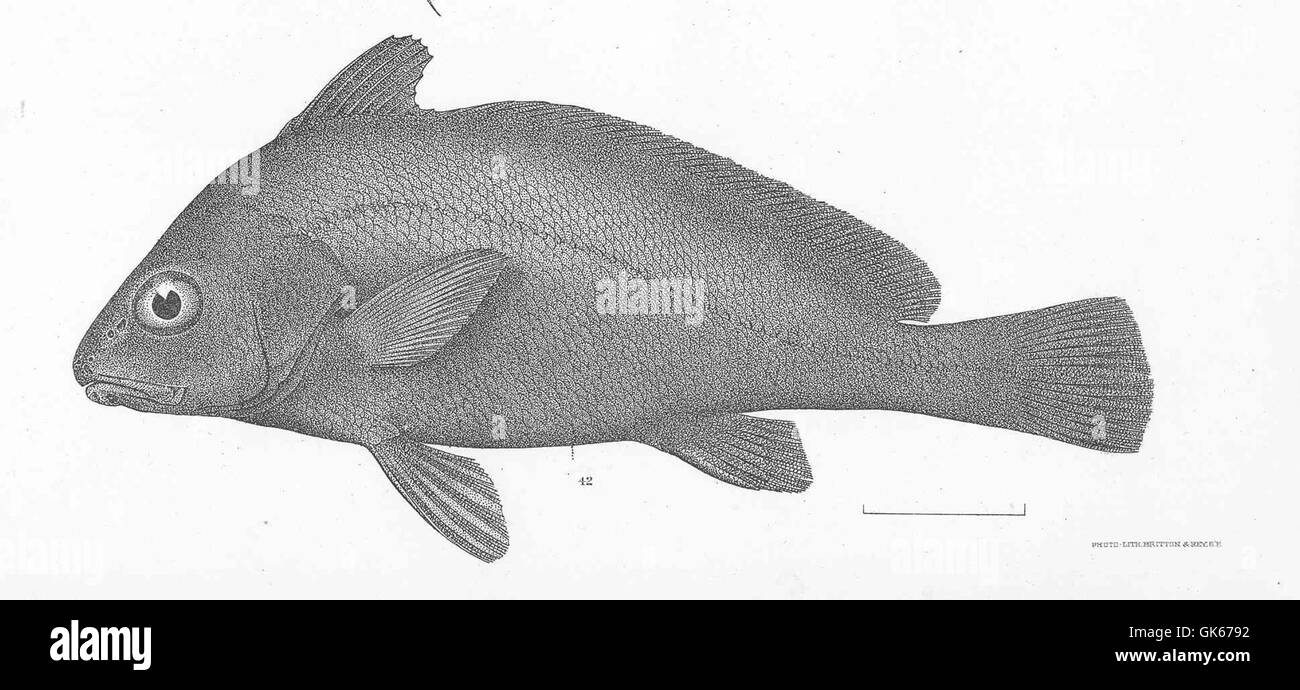 An image of the type specimen of *Eques viola*, a species identified by ...