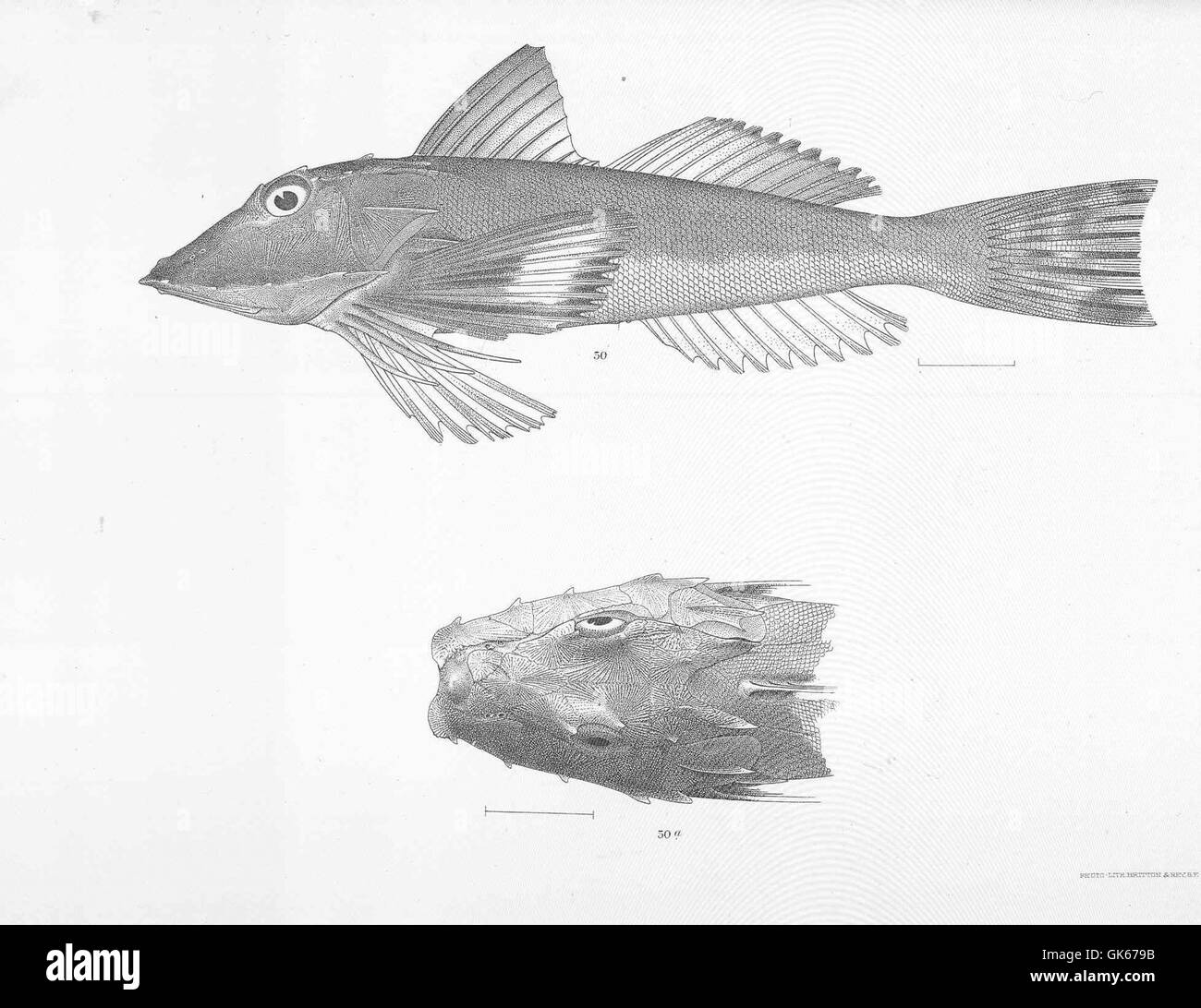 Prionotus ruscarius, a species of marine fish identified by Gilbert ...