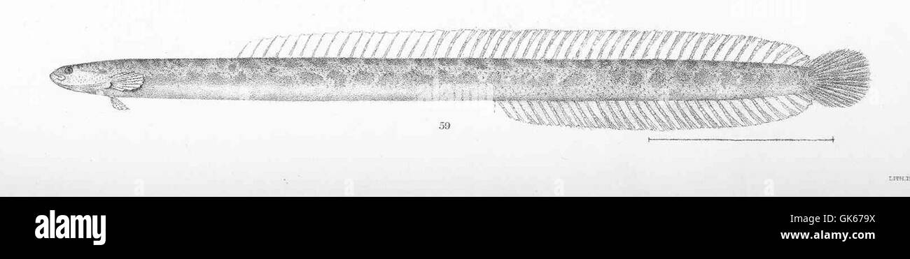 Microdesmus retropinnis hi-res stock photography and images - Alamy