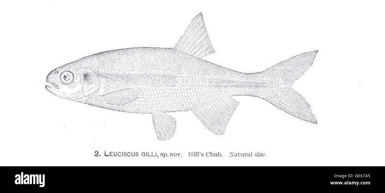 *Leuciscus gilli*, also known as Gill's chub, is a freshwater fish ...