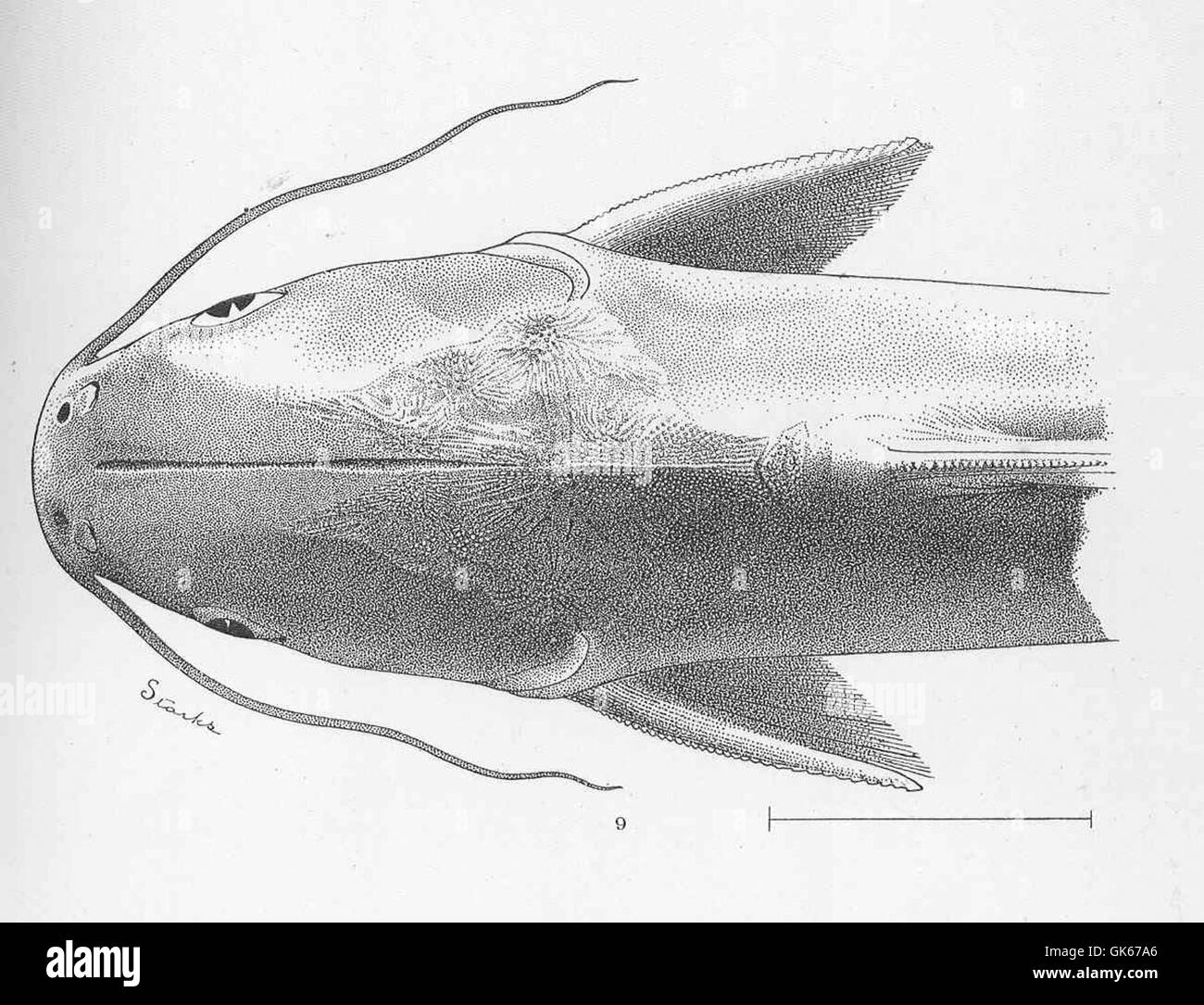 50678 Tachysurus steindachneri Gilbert & Starks Type specimen; Panama ...