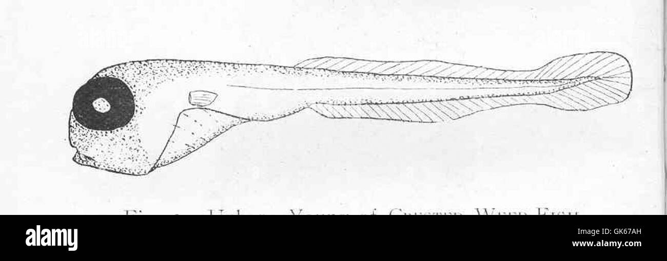 The unborn young of the crested weed-fish, Cristiceps species, are ...