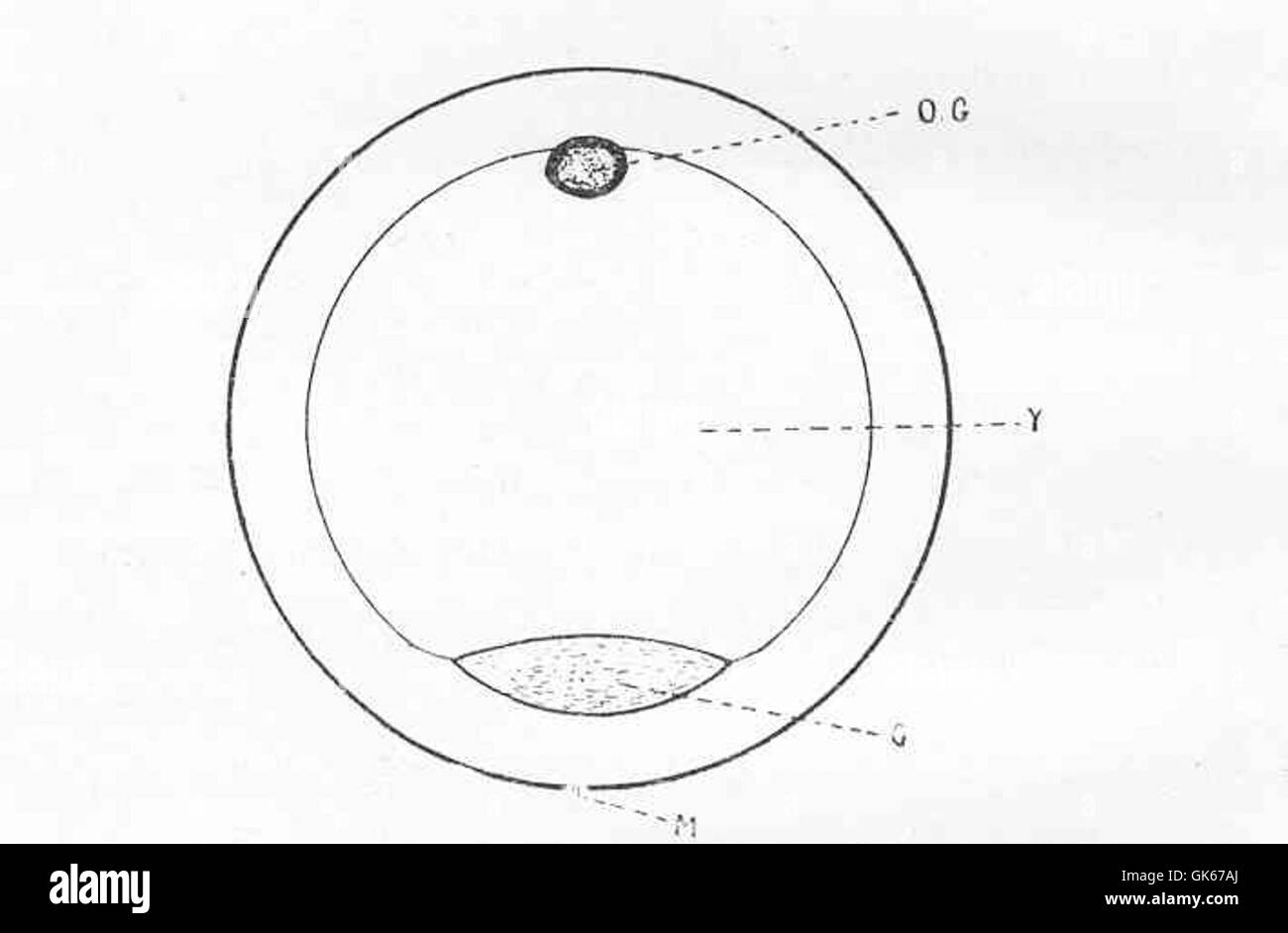 A diagram of a pelagic egg illustrates the early developmental stage of ...