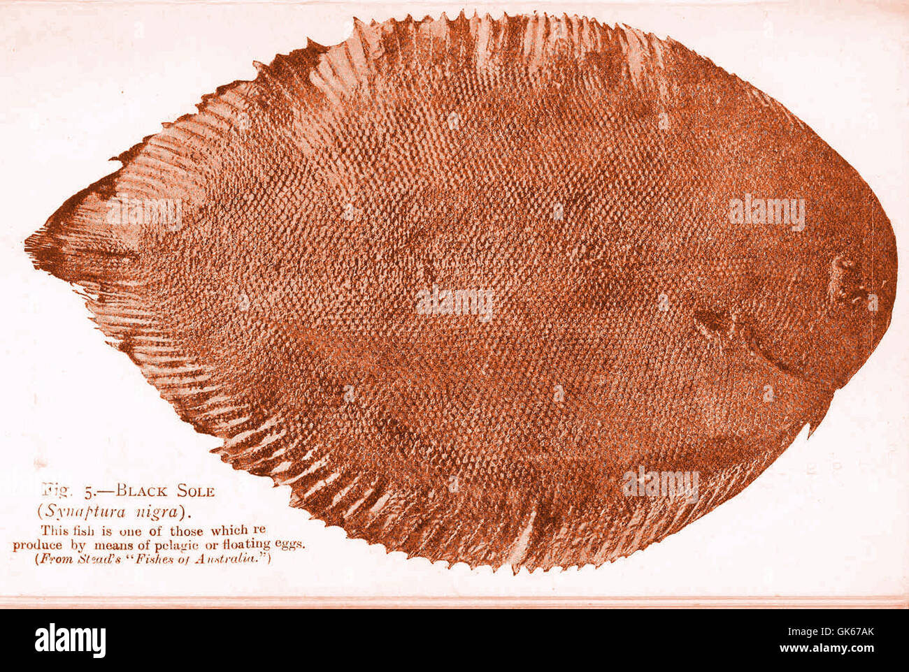 50690 Black Sole (Synaptura nigra Stock Photo - Alamy