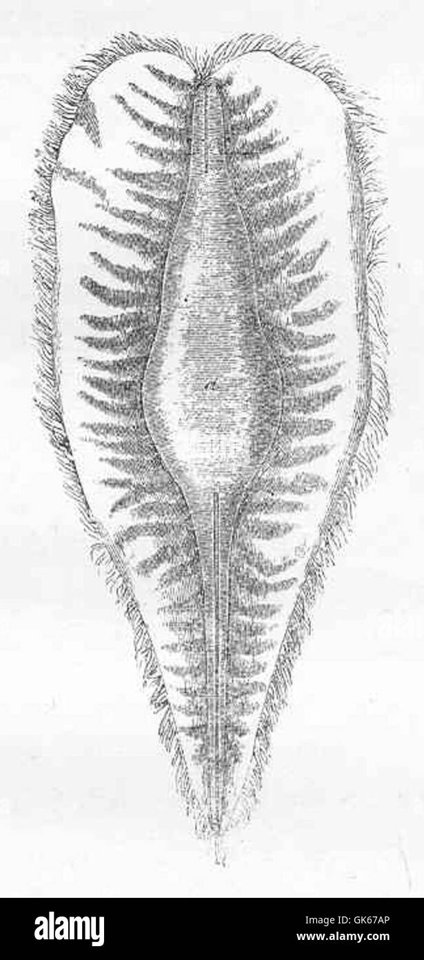 The egg of the elephant-fish, scientifically known as Callorhynchus, is ...