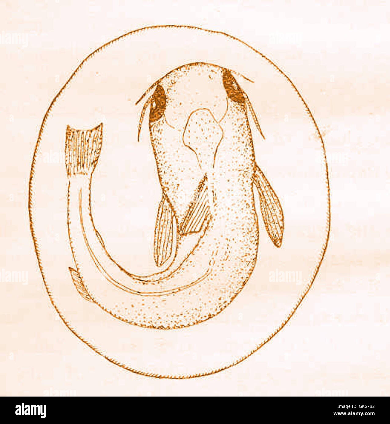 The egg shown here is from a Salmon-Catfish (Galeichthys), a species ...