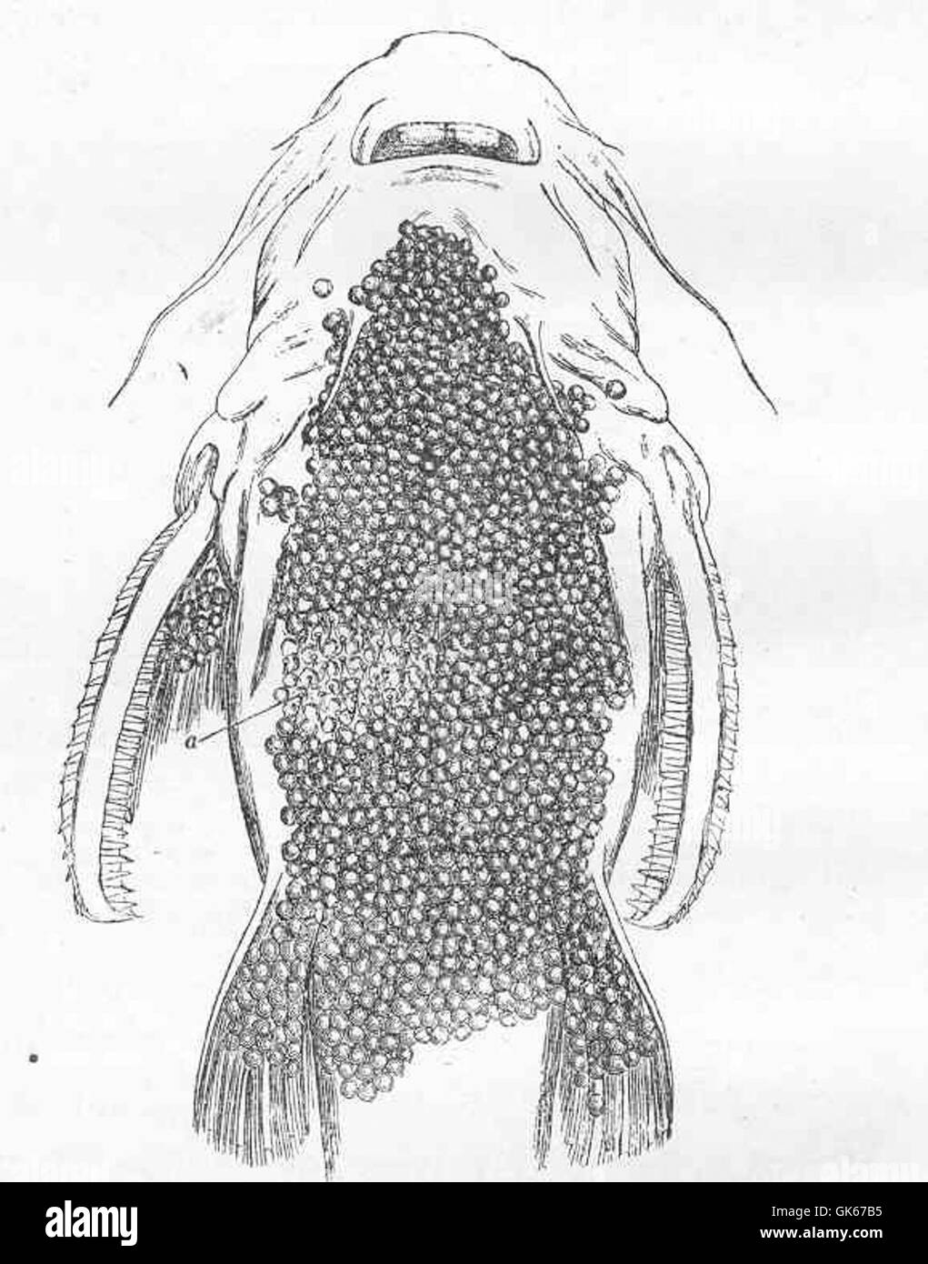 Catfish eggs Black and White Stock Photos & Images - Alamy