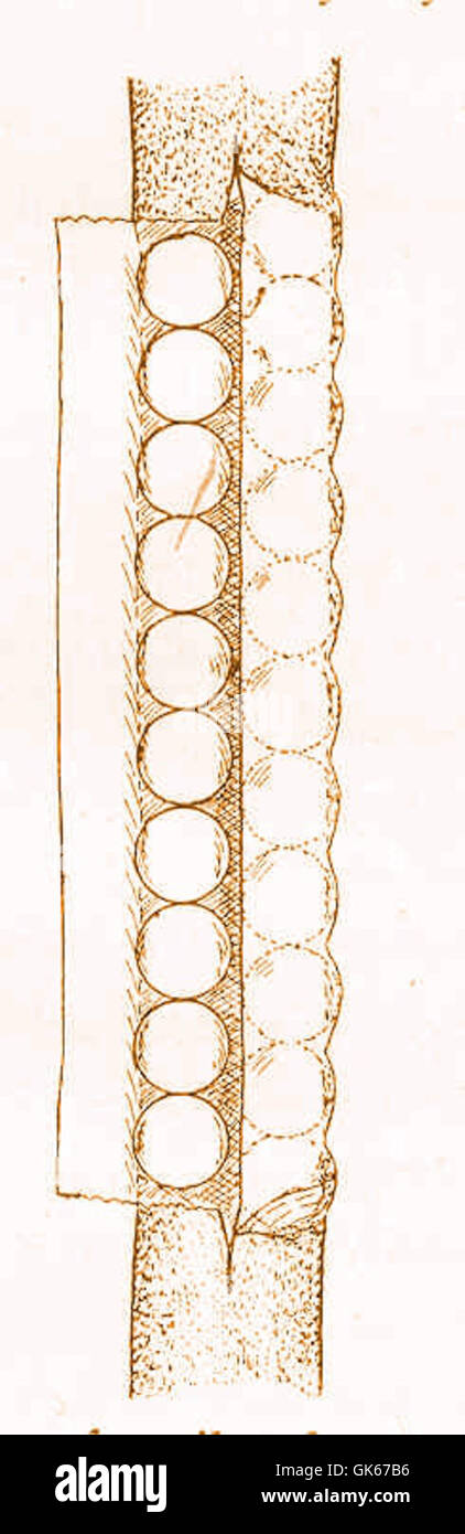 This image shows a section of the tail of a male pipefish ...
