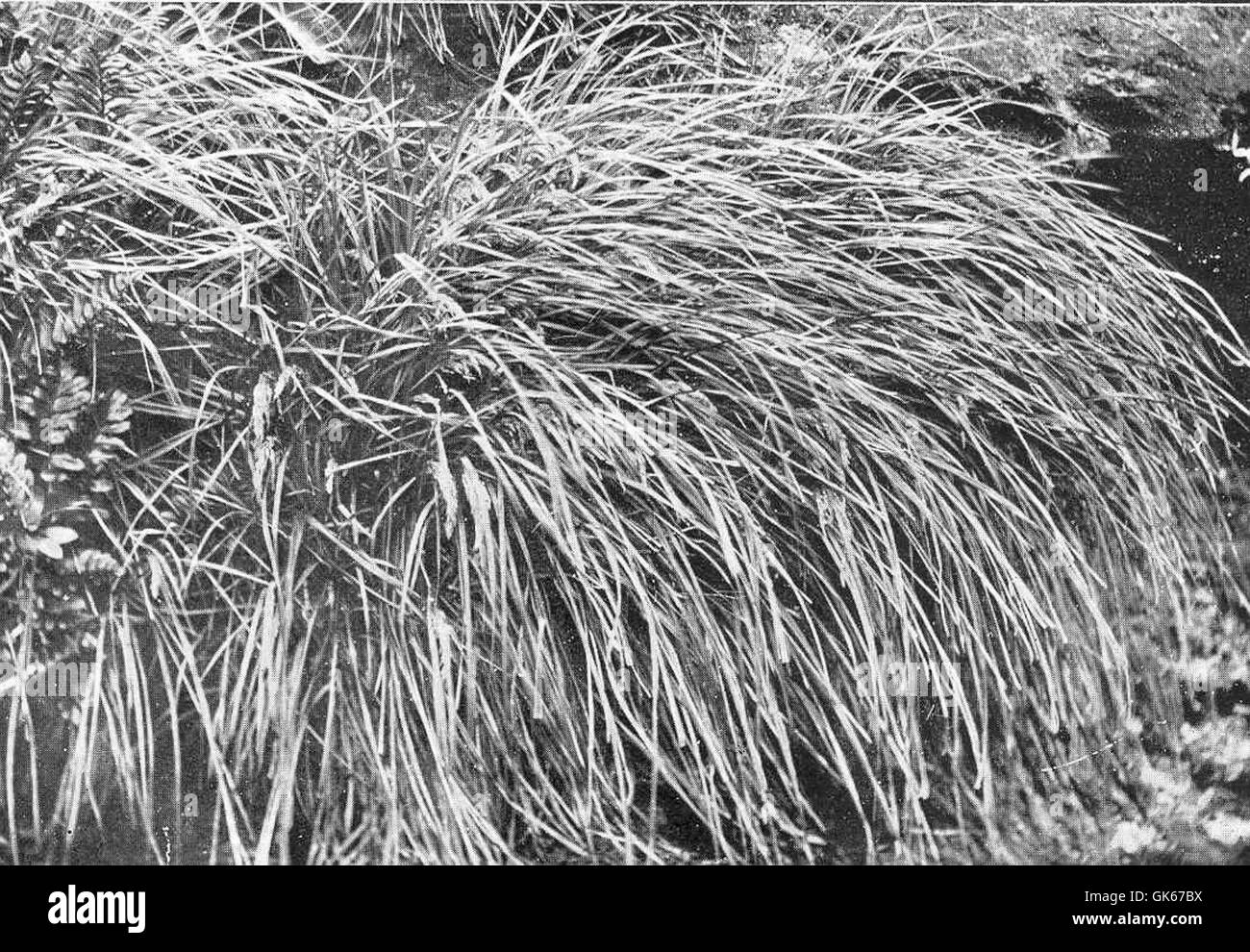The Tussock-Grass Poa foliosa exhibits a drooping growth habit. This ...